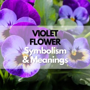 Violet Flower: Symbolism, Meanings, and History - Symbol Genie