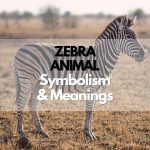 Zebra: Symbolism, Meanings, and History - Symbol Genie