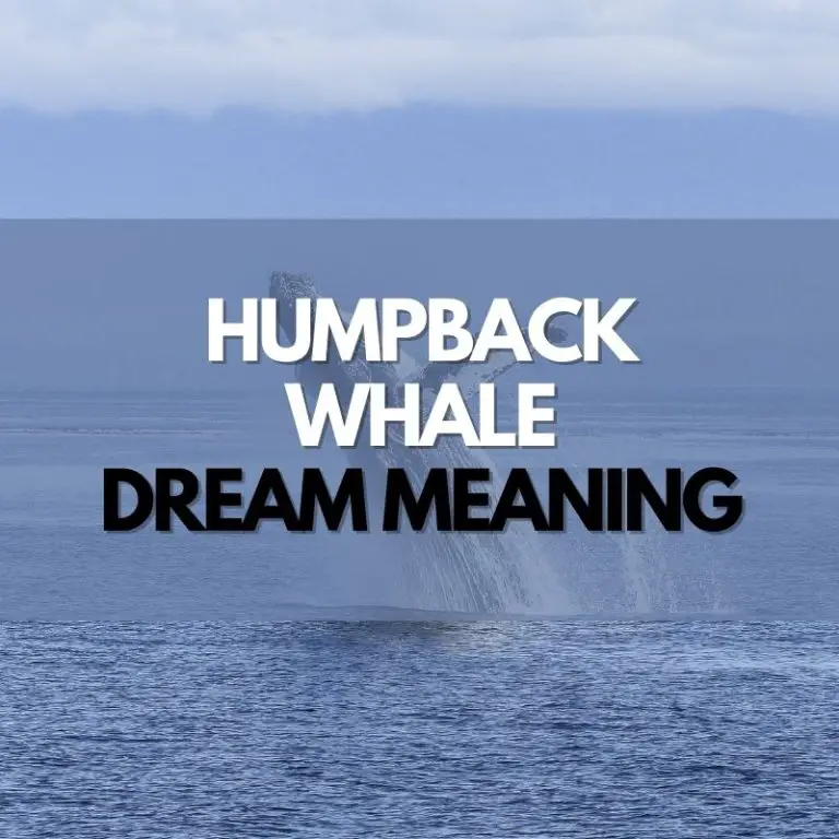 9 Incredible Humpback Whale Dream Meanings - Symbol Genie