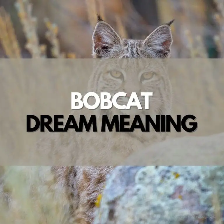7 Fascinating Bobcat Dream Meanings - Symbol Genie