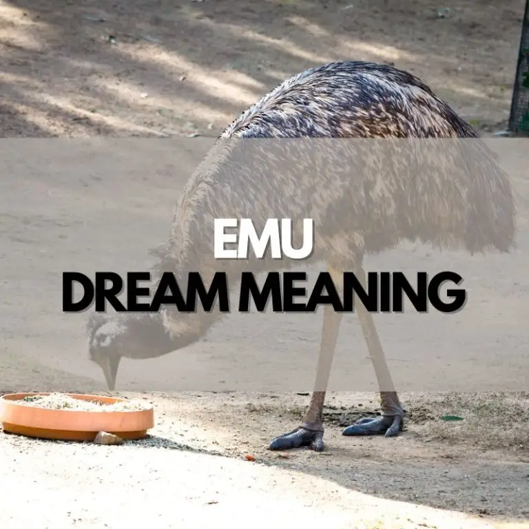8 Emu Dream Meanings (With Interpretations) - Symbol Genie