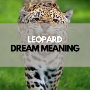 Leopard Dream Meaning - Symbol Genie