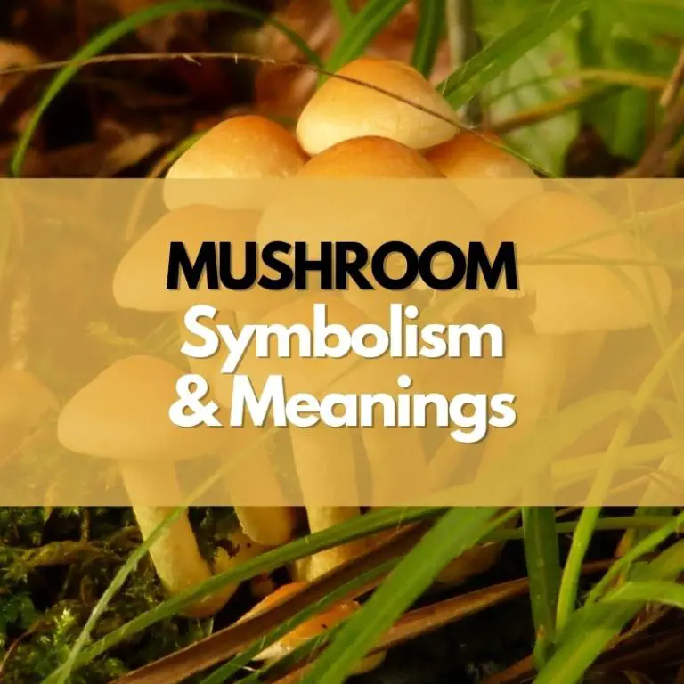 What Does a Mushroom Symbolize? - Symbol Genie