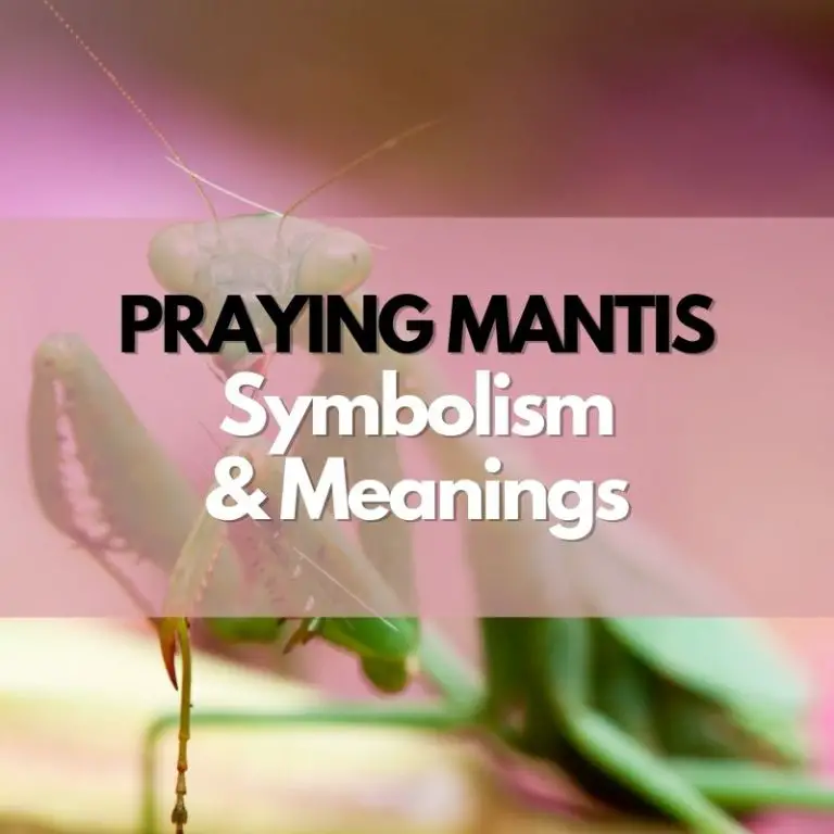 What Does a Praying Mantis Symbolize? - Symbol Genie