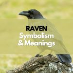 What Does a Raven Symbolize? - Symbol Genie