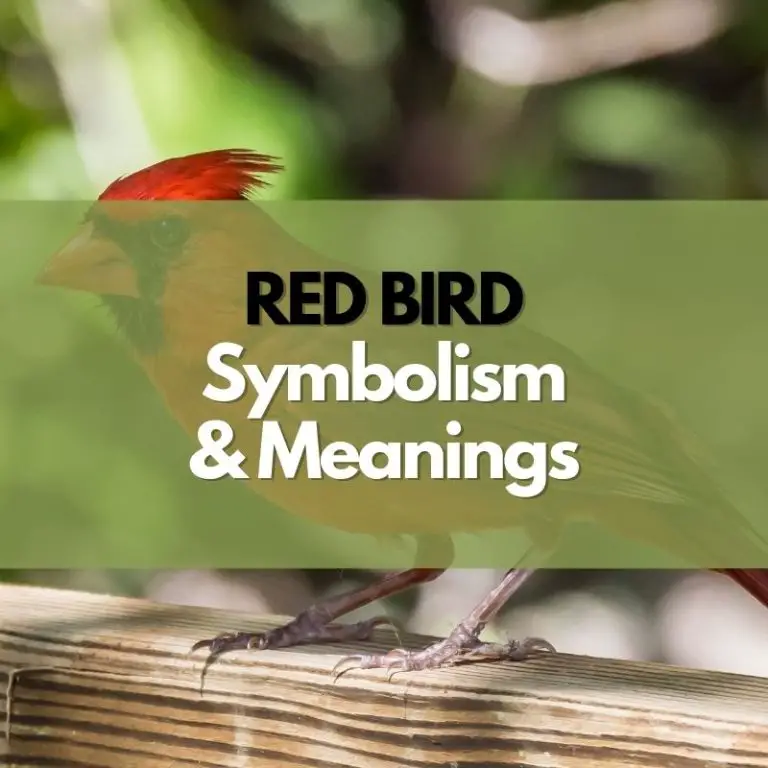 What Does a Red Bird Symbolize? - Symbol Genie