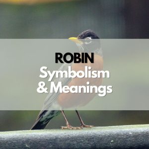 What Does a Robin Symbolize? - Symbol Genie
