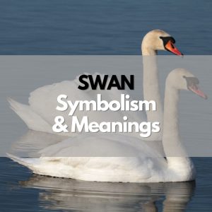 What Does a Swan Symbolize? - Symbol Genie