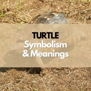 What Does a Turtle Symbolize? - Symbol Genie