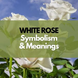 What Does a White Rose Symbolize? - Symbol Genie