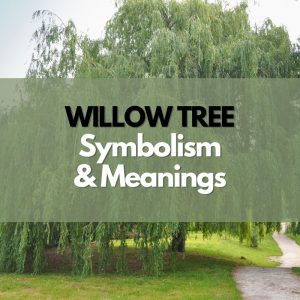 What Does a Willow Tree Symbolize? - Symbol Genie