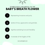 Symbolism and Meanings of Baby's Breath Flower: A Comprehensive Guide ...
