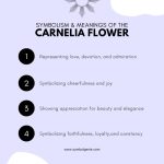 Carnelia Flower: Symbolism, Meanings, and History - Symbol Genie