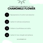 Chamomile Flower: Symbolism, Meanings, and History - Symbol Genie