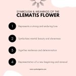 Clematis Flower: Symbolism, Meanings, and History - Symbol Genie