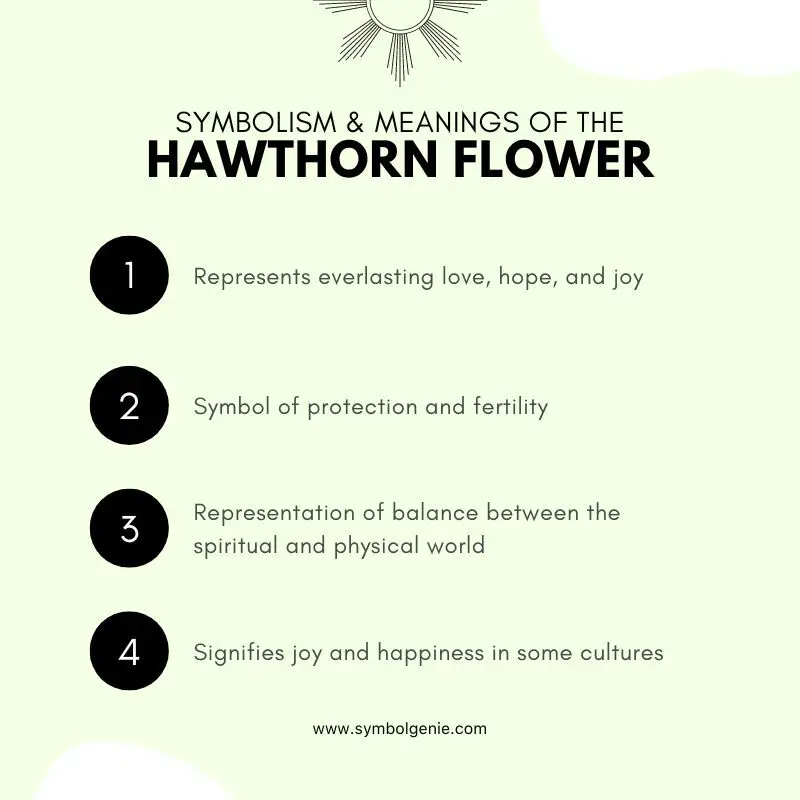 Hawthorn Flower: Symbolism, Meanings, and History - Symbol Genie